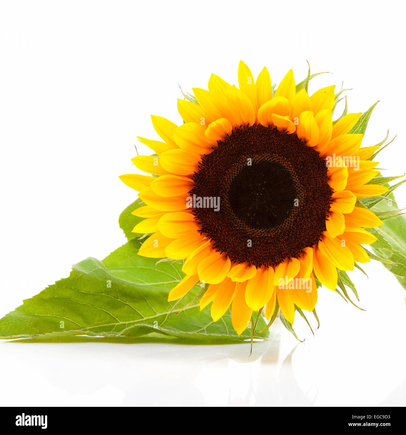 One sunflower in closeup over white background Stock Photo - Alamy