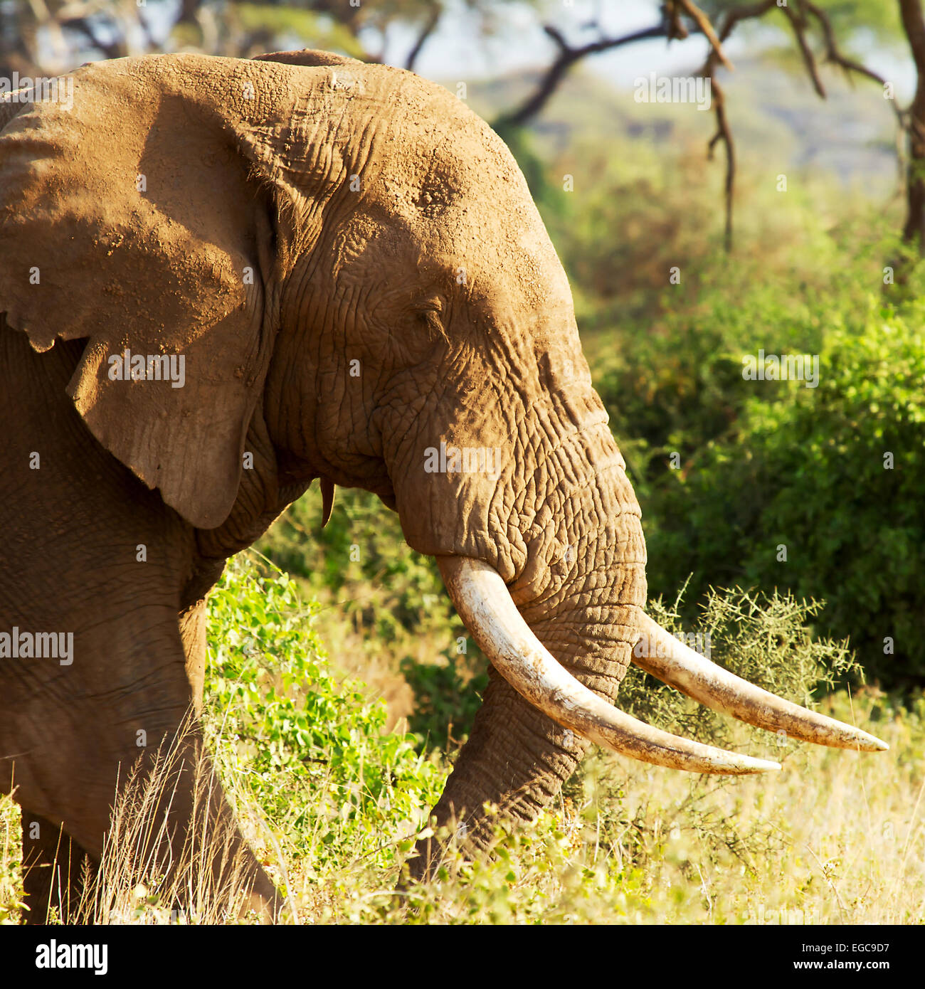 Closeup of male African elephant in Amboseli National park Stock Photo ...