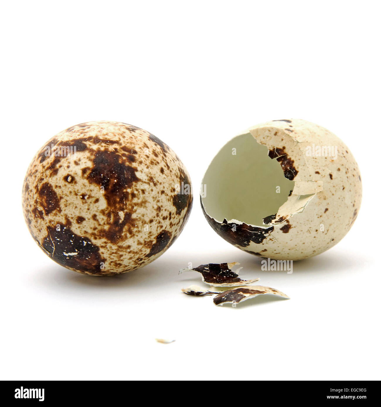 Two Peewit eggs over white background. One is whole and one is broken ...