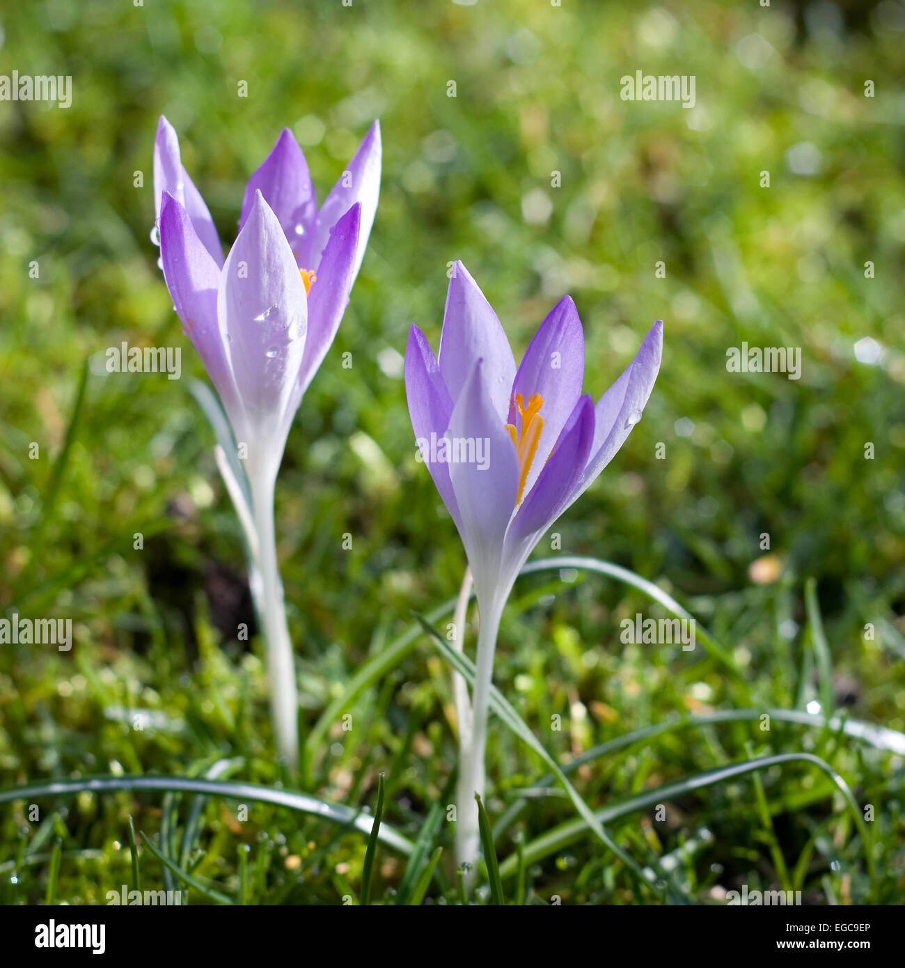 Dutch spring crocus flowers in grass field Stock Photo - Alamy