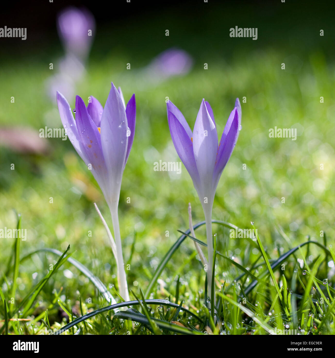 Crocus in the field hi-res stock photography and images - Alamy