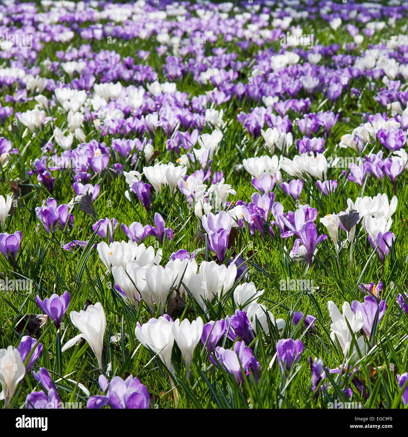 A lot of Dutch spring crocus flowers Stock Photo - Alamy
