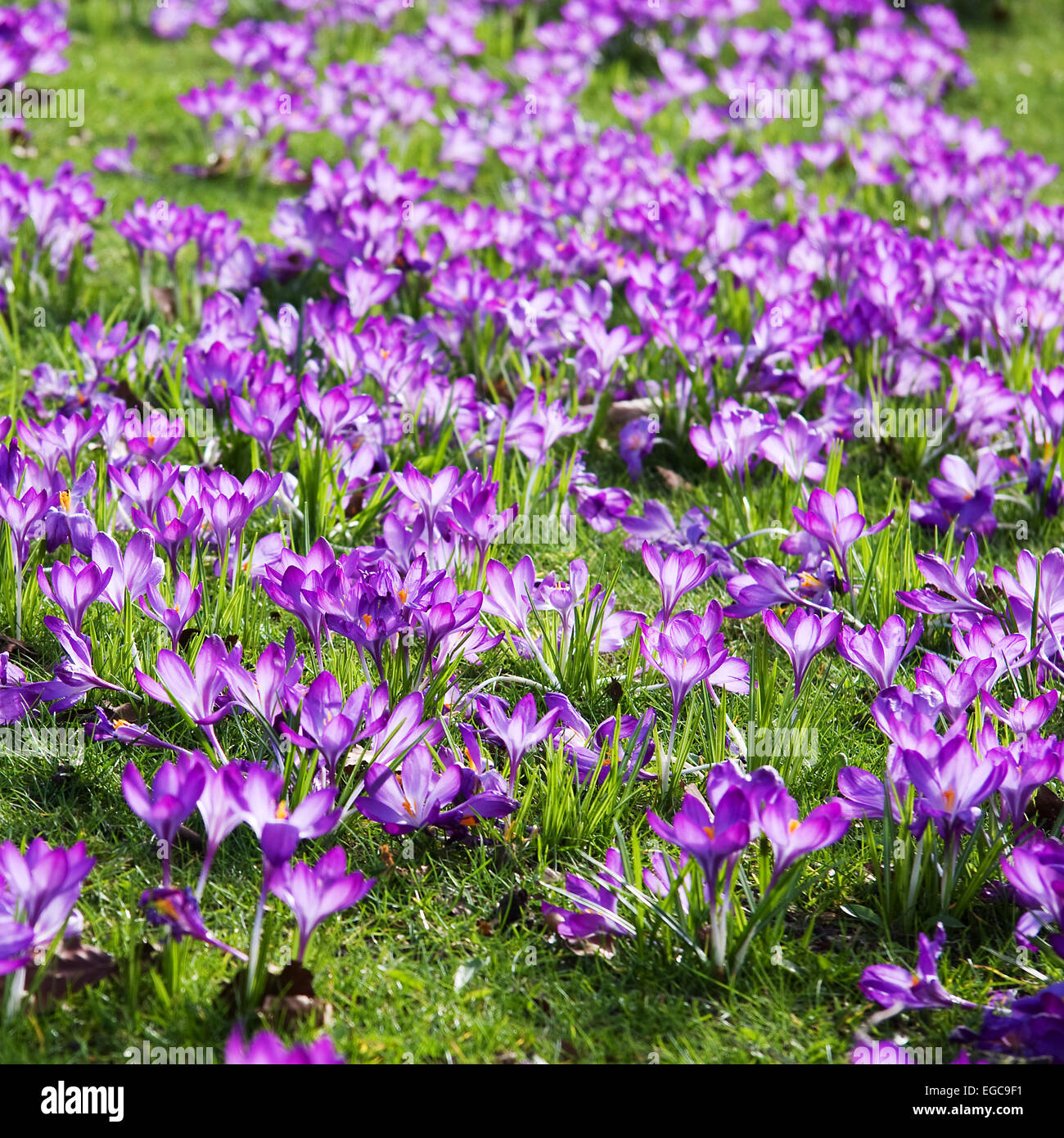 A lot of Dutch spring crocus flowers Stock Photo - Alamy