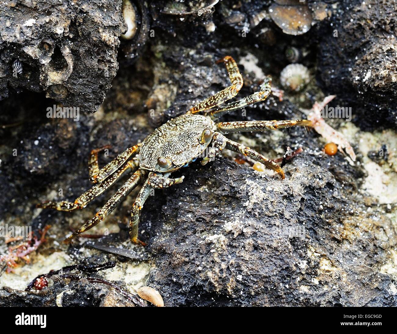 Crab on the Rocks Stock Photo - Alamy