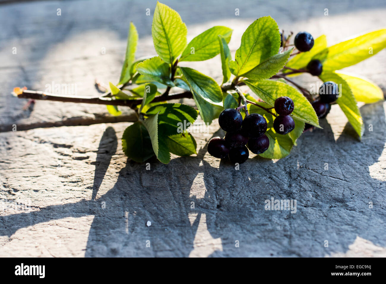 Branch of aronia on wooden table; fruit known for it's many healthy ...