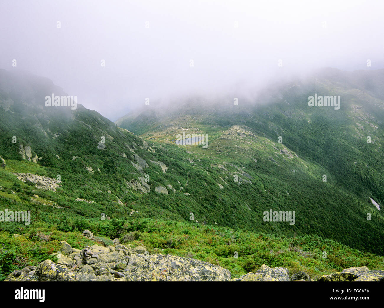 Subalpine Vegetation Zone High Resolution Stock Photography and Images ...