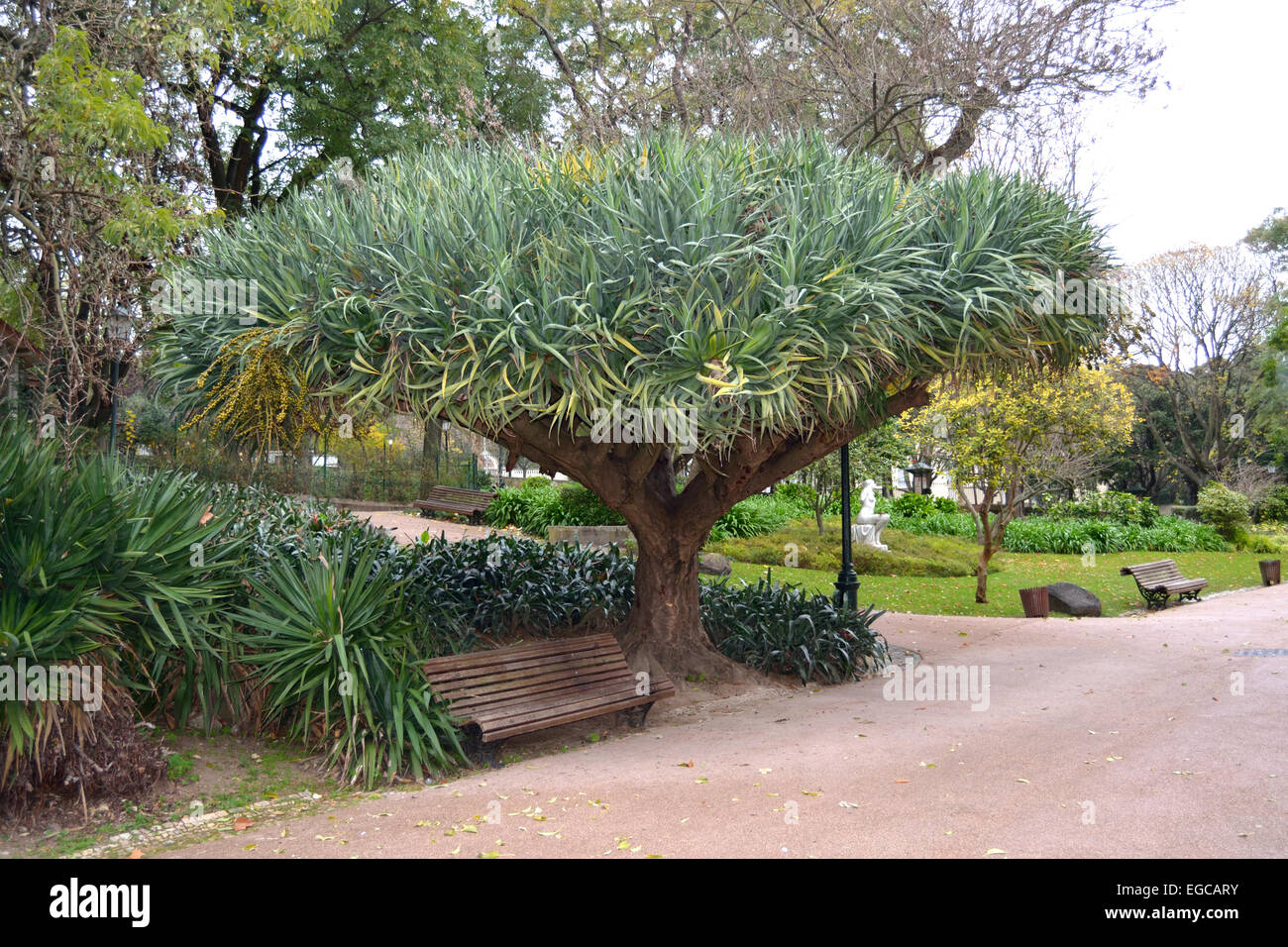 Bench by a large shady tree Stock Photo - Alamy
