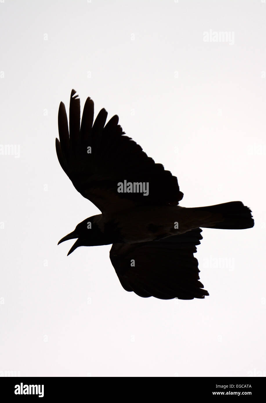 Crow Silhouette High Resolution Stock Photography and Images - Alamy