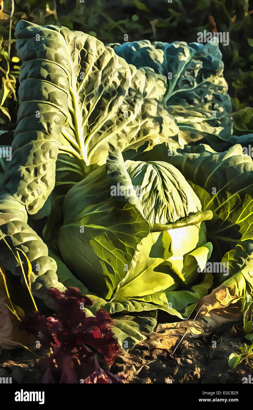 art; graphics, vegetables,cabbage, painting Stock Photo - Alamy