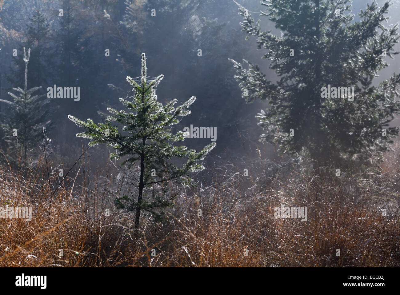 little spruce trees in dense fall fog Stock Photo - Alamy