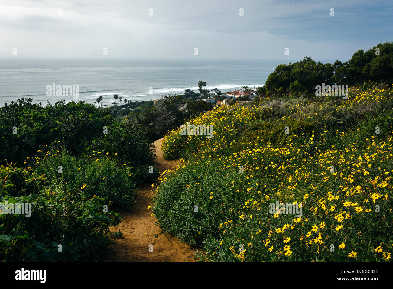 View of the ocean and yellow flowers along a path at Sunset Cliffs ...