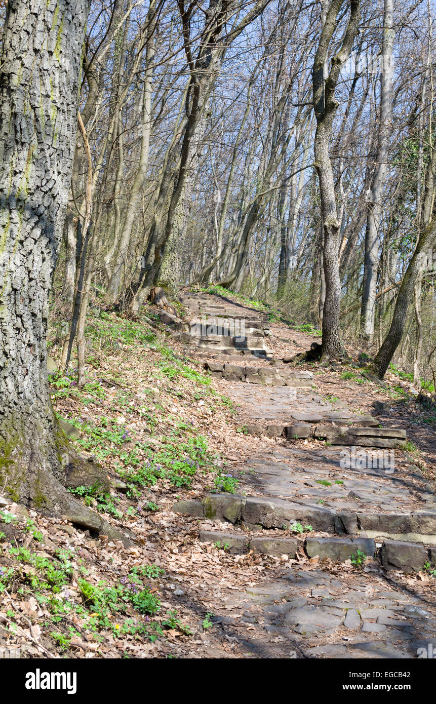 Paved Forest Pathway in the Springtime Vertical Stock Photo - Alamy