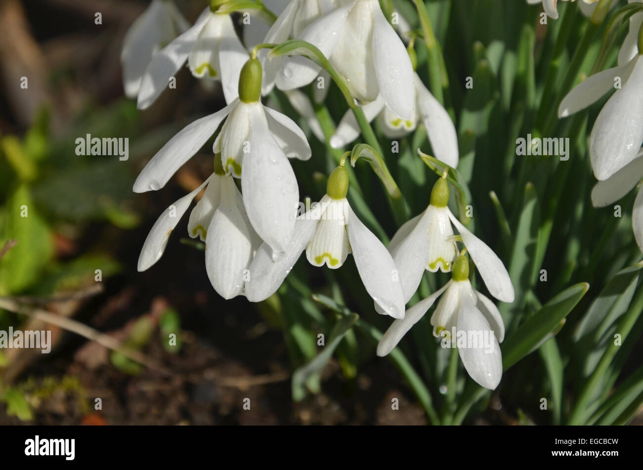 Spring snowdrops hi-res stock photography and images - Alamy