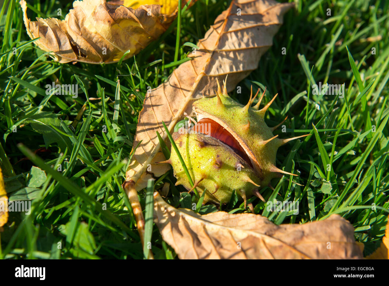 Chestnut spiky shell hi-res stock photography and images - Alamy