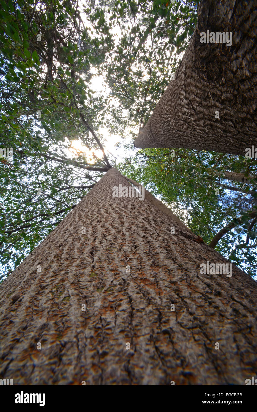 Giant redwood tree trunks hi-res stock photography and images - Alamy