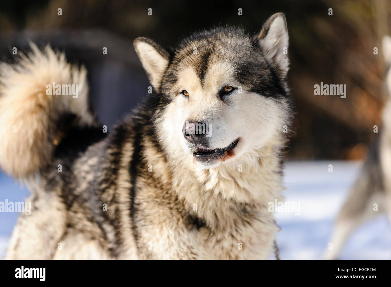 Gray white alaskan malamute portrait at stakeout before a sleddog race ...