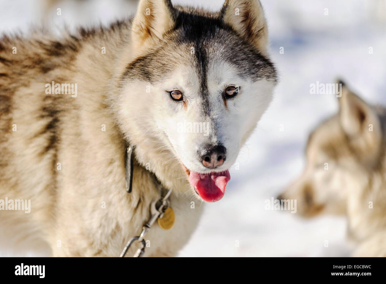 Gray white siberian husky dog portrait at stakeout before a sleddog ...