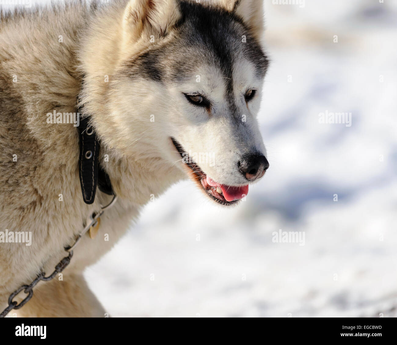 Gray white siberian husky dog portrait at stakeout before a sleddog ...