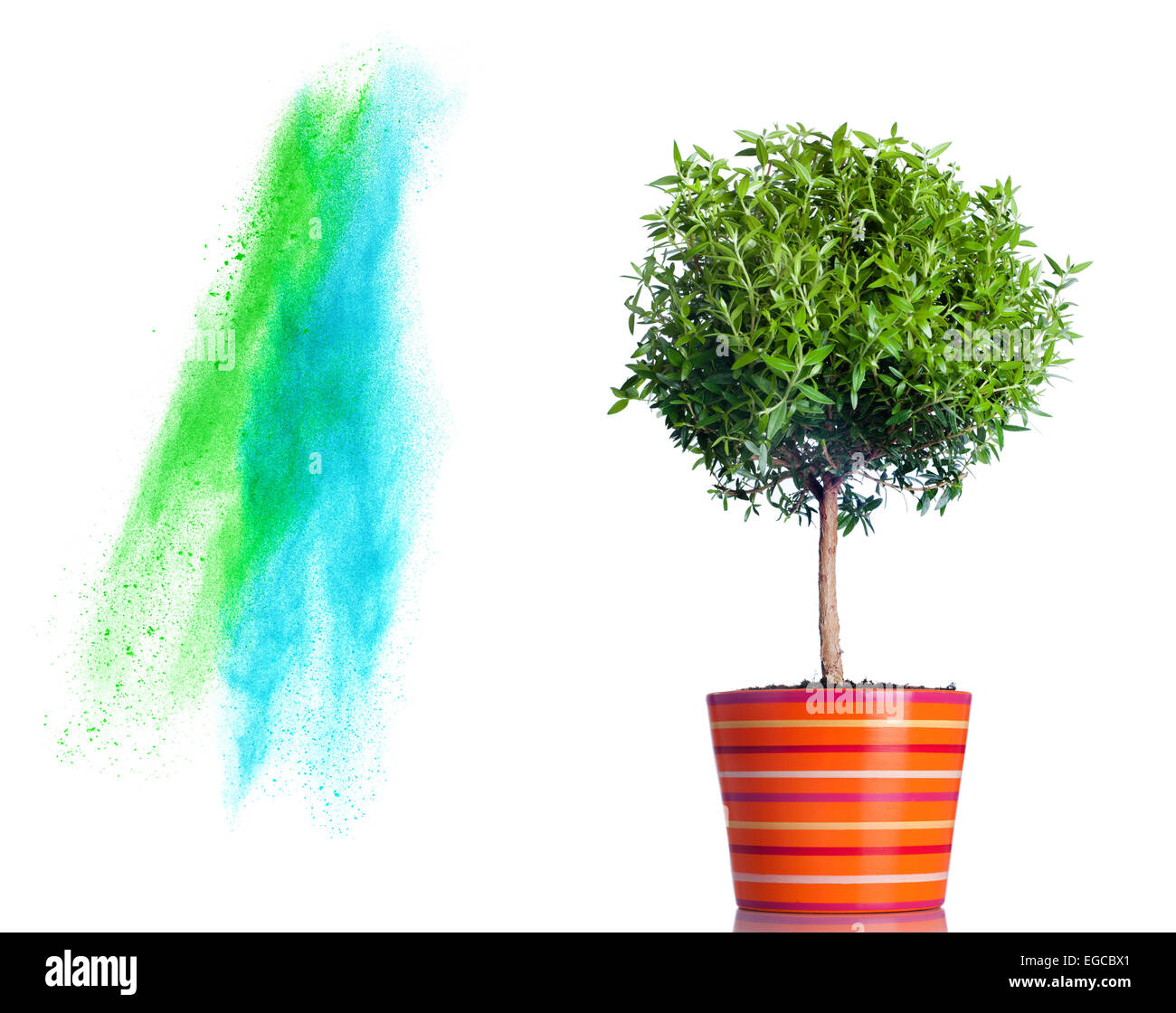Tree and powder splash isolated on white background Stock Photo - Alamy