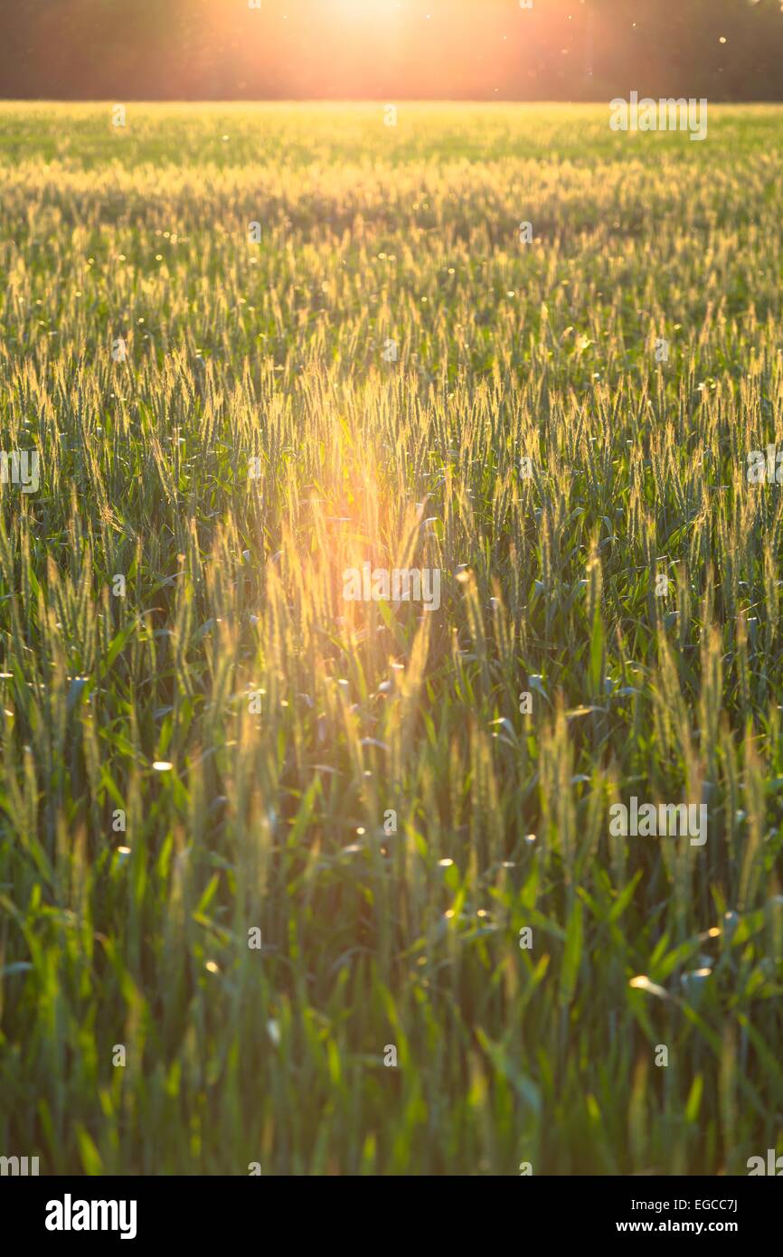Beautiful plants in a field Stock Photo - Alamy