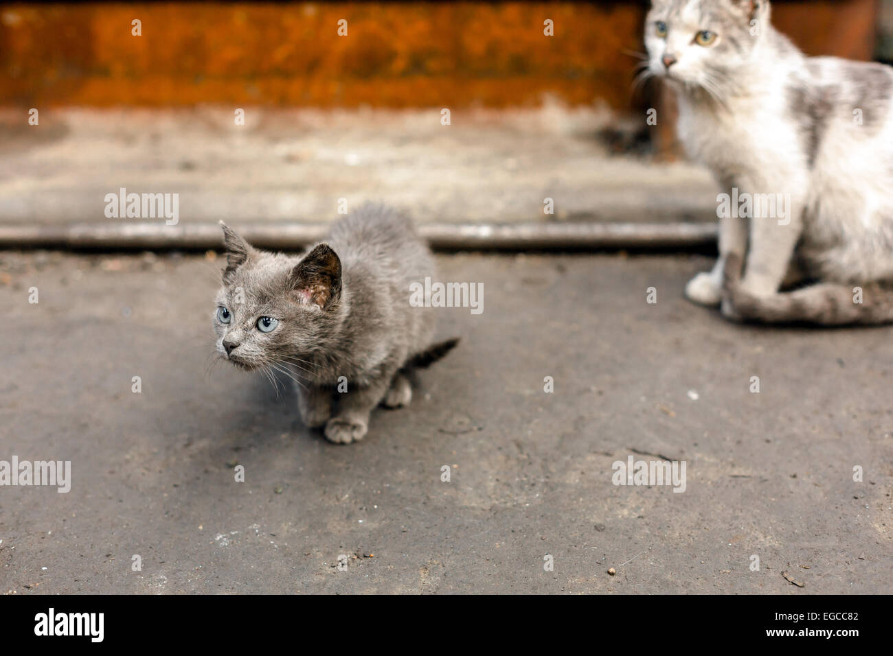 Grey cat dirty hi-res stock photography and images - Alamy