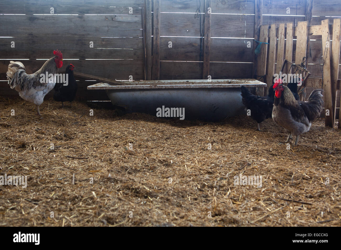 Domestic hen house indoors where chickens have free space for live ...