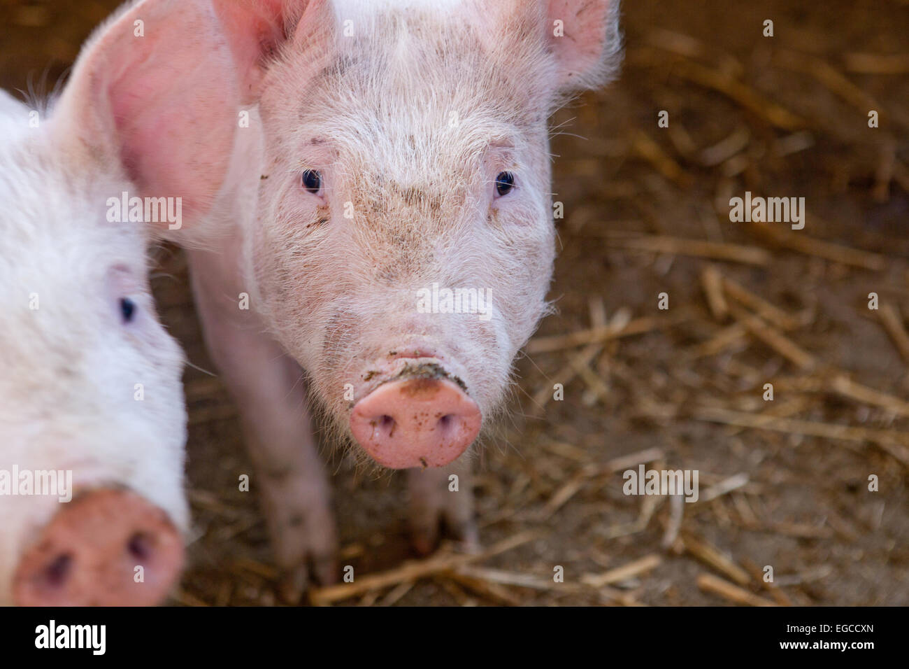 Two white young pigs on a traditional farm, spain Stock Photo - Alamy