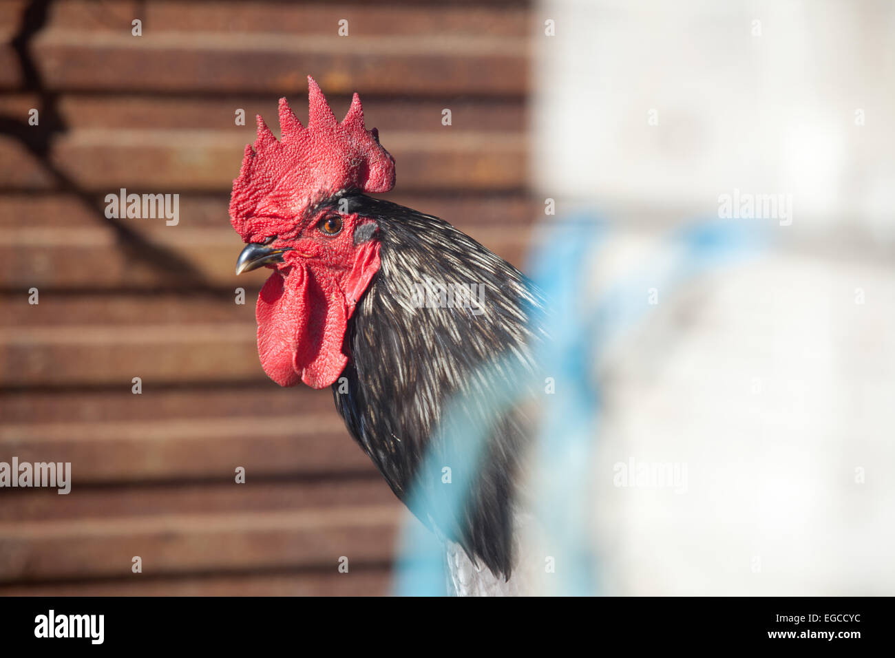 Group rooster hi-res stock photography and images - Alamy