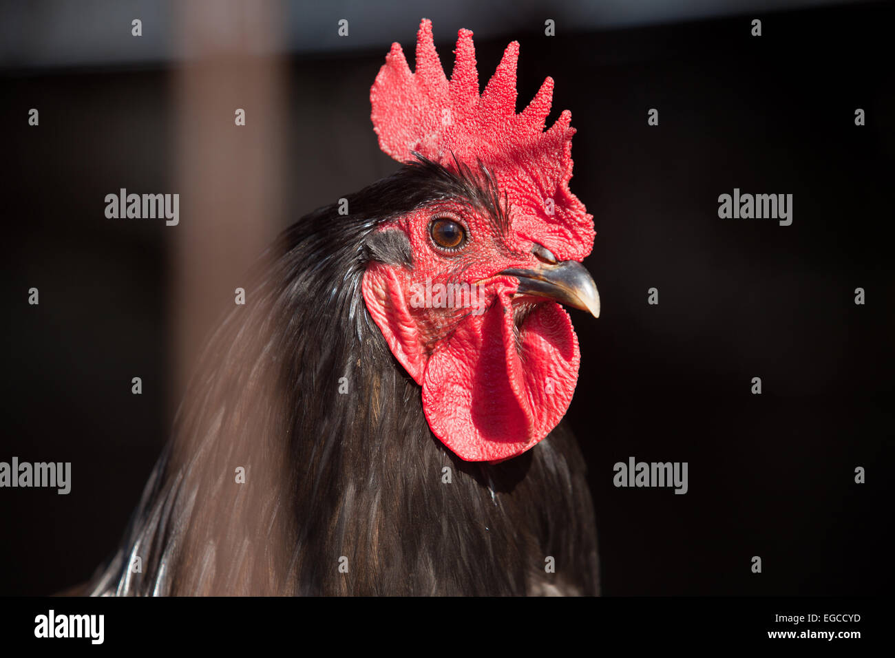 Group rooster hi-res stock photography and images - Alamy