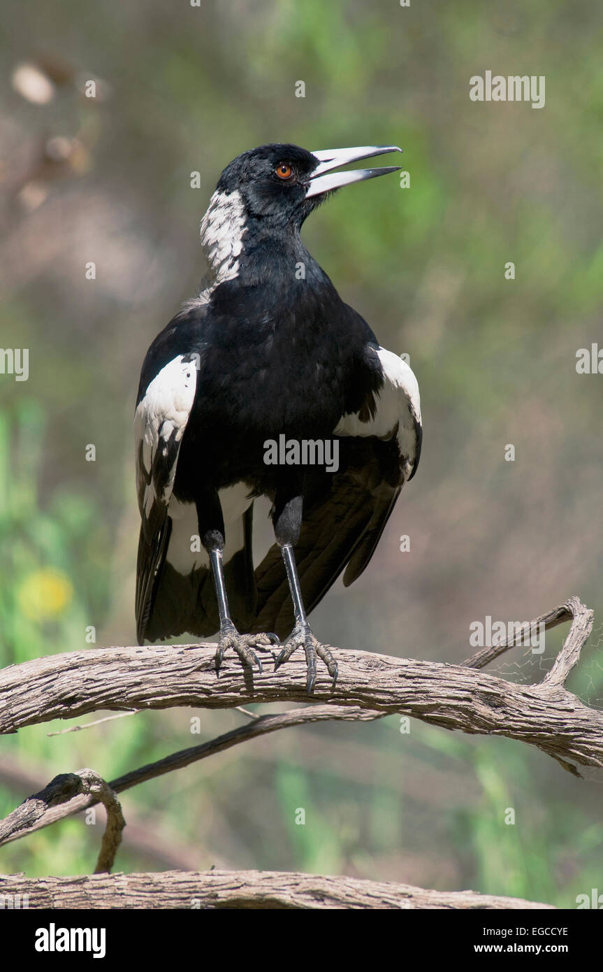 The Australian Magpie 'Gymnorhina tibicen' Stock Photo - Alamy