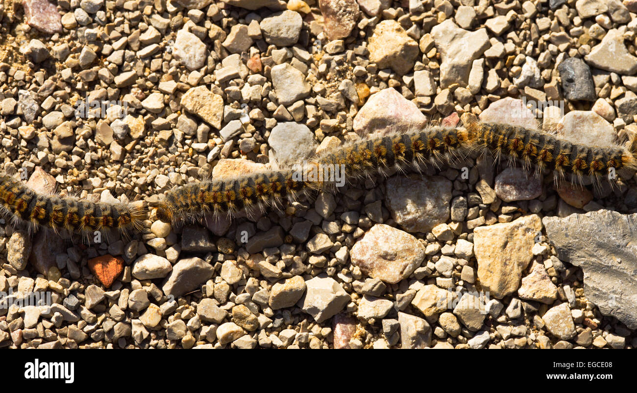 Processionary caterpillars hi-res stock photography and images - Alamy