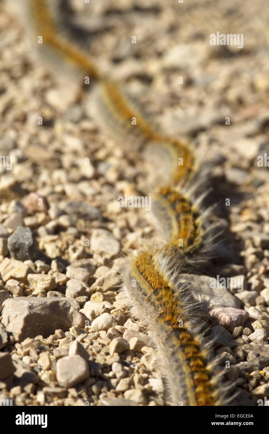 Pine Processionary Caterpillar High Resolution Stock Photography and ...