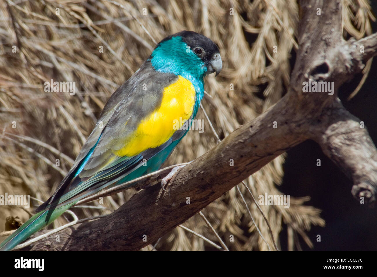 The hooded parrot is a medium-sized bird in the Psittacidae family ...