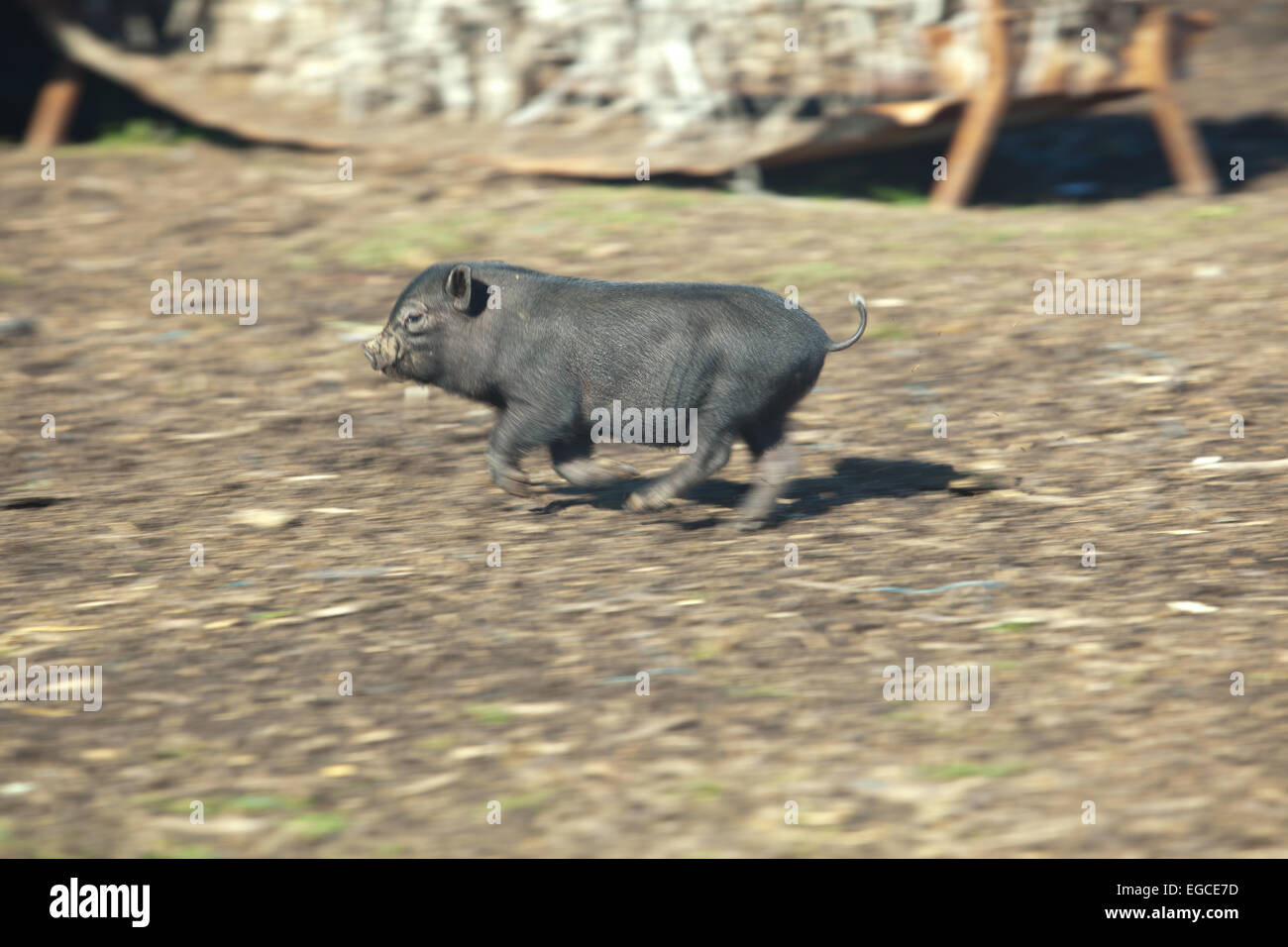 Running free vietnamese piglets on traditional farm. Motion blur Stock ...