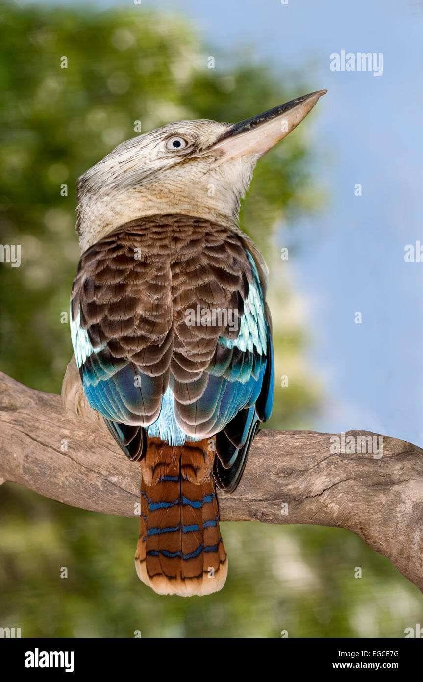 Dacelo leachii is one of the four known species of kookaburras or ...