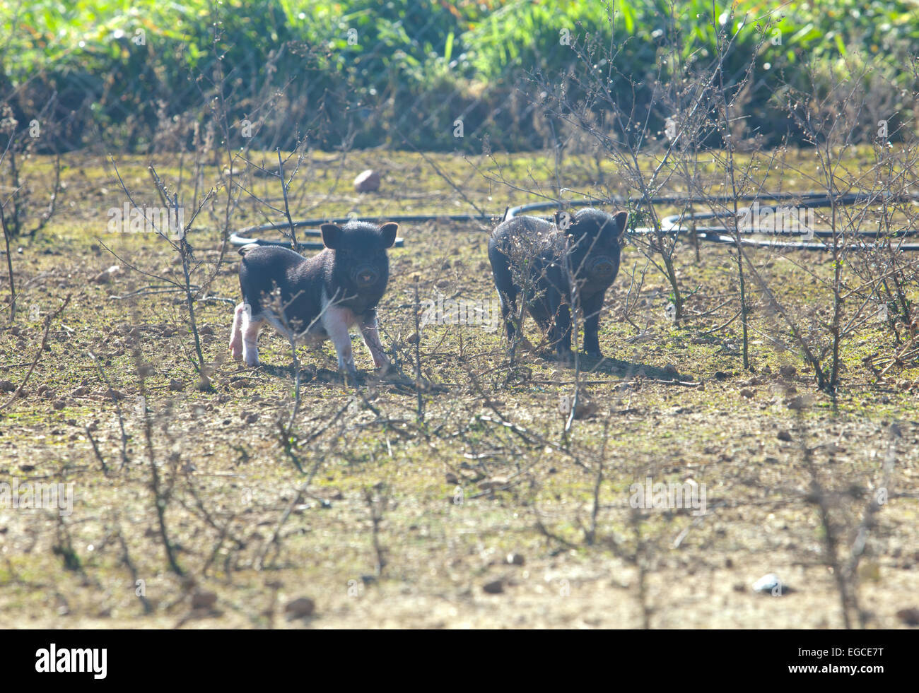 Two living free vietnamese piglets on traditional farm Stock Photo - Alamy