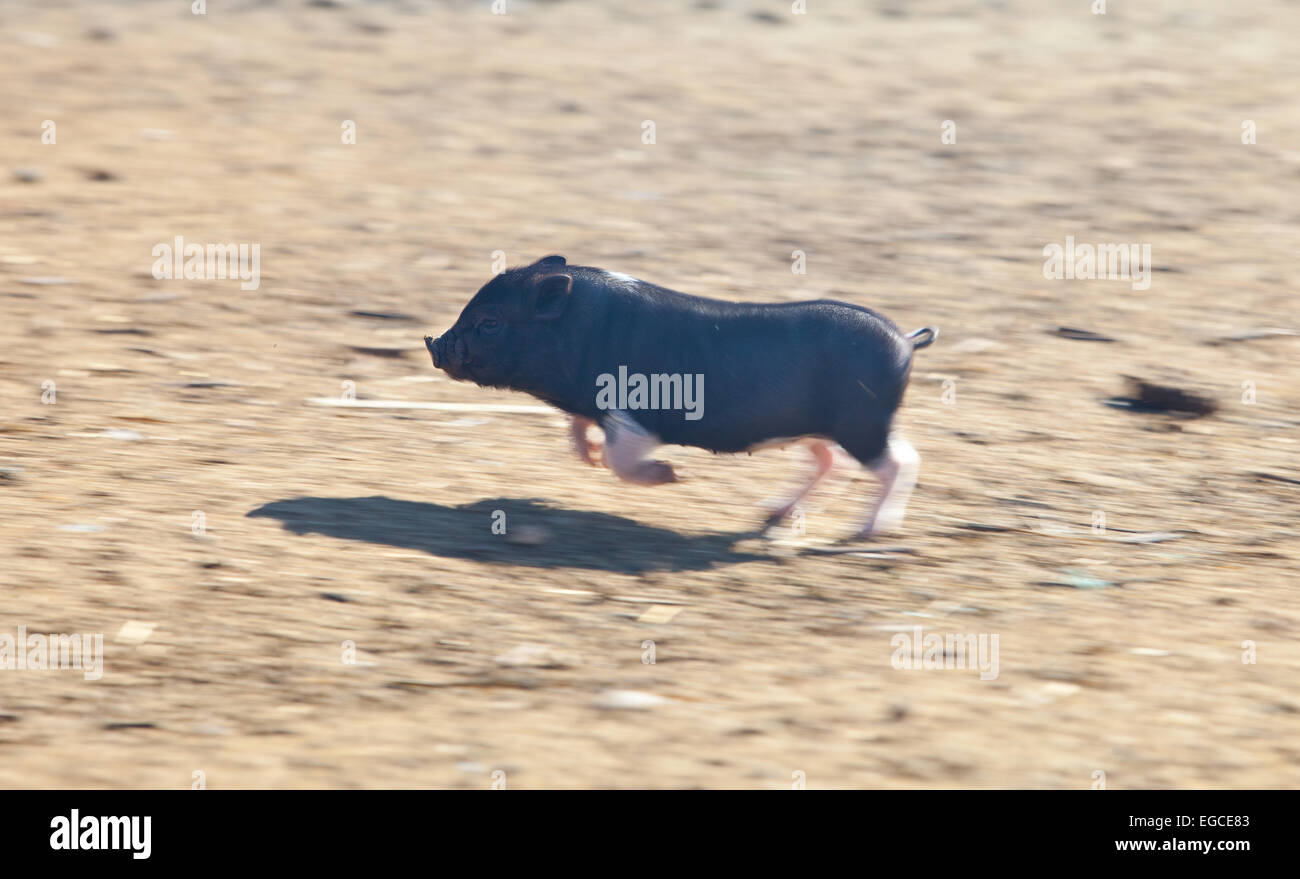 Pig piglet running hi-res stock photography and images - Alamy