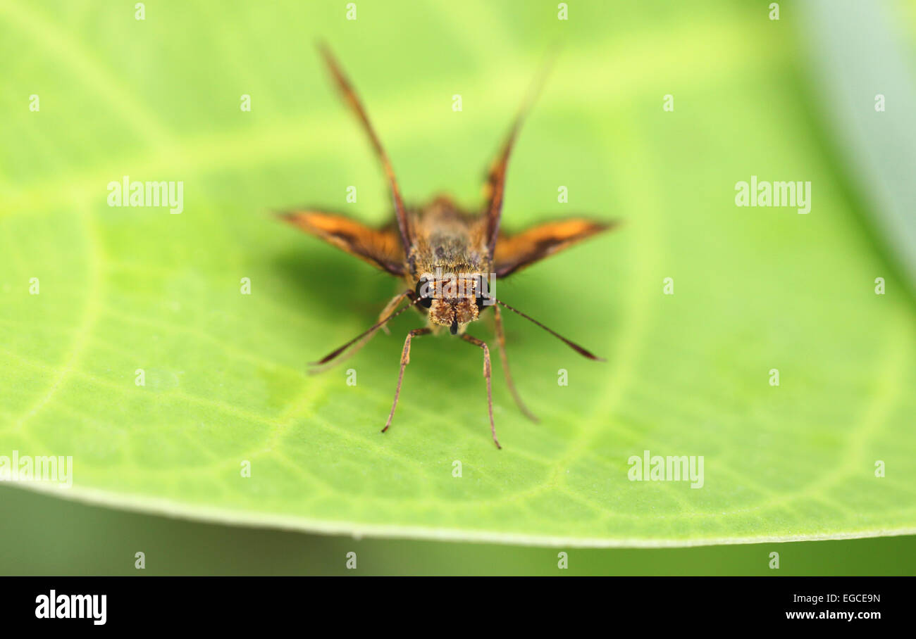 Brown insect on green leaf in the forest Stock Photo - Alamy