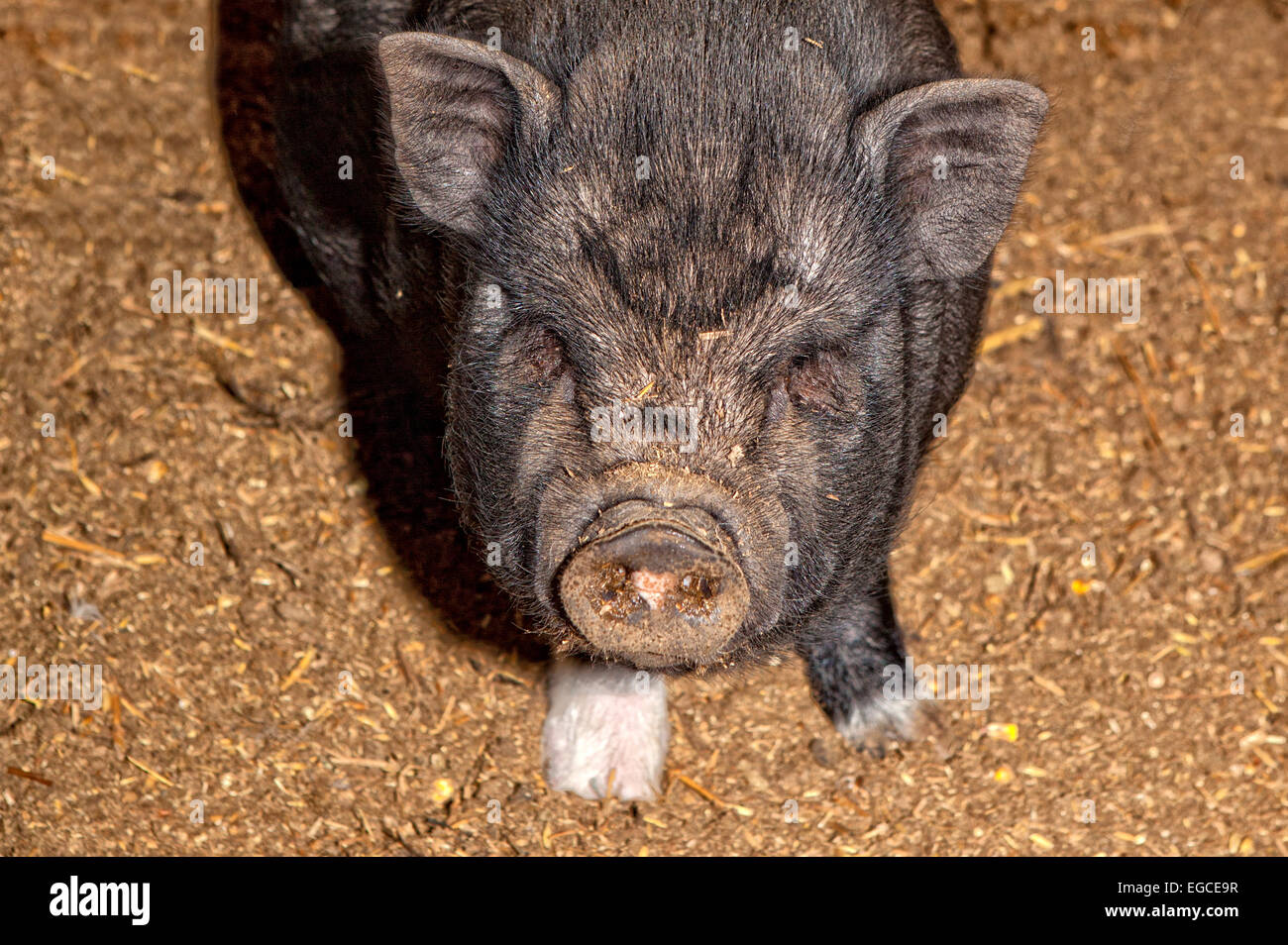 Vietnamese Pot-bellied pig on a traditional farm Stock Photo - Alamy