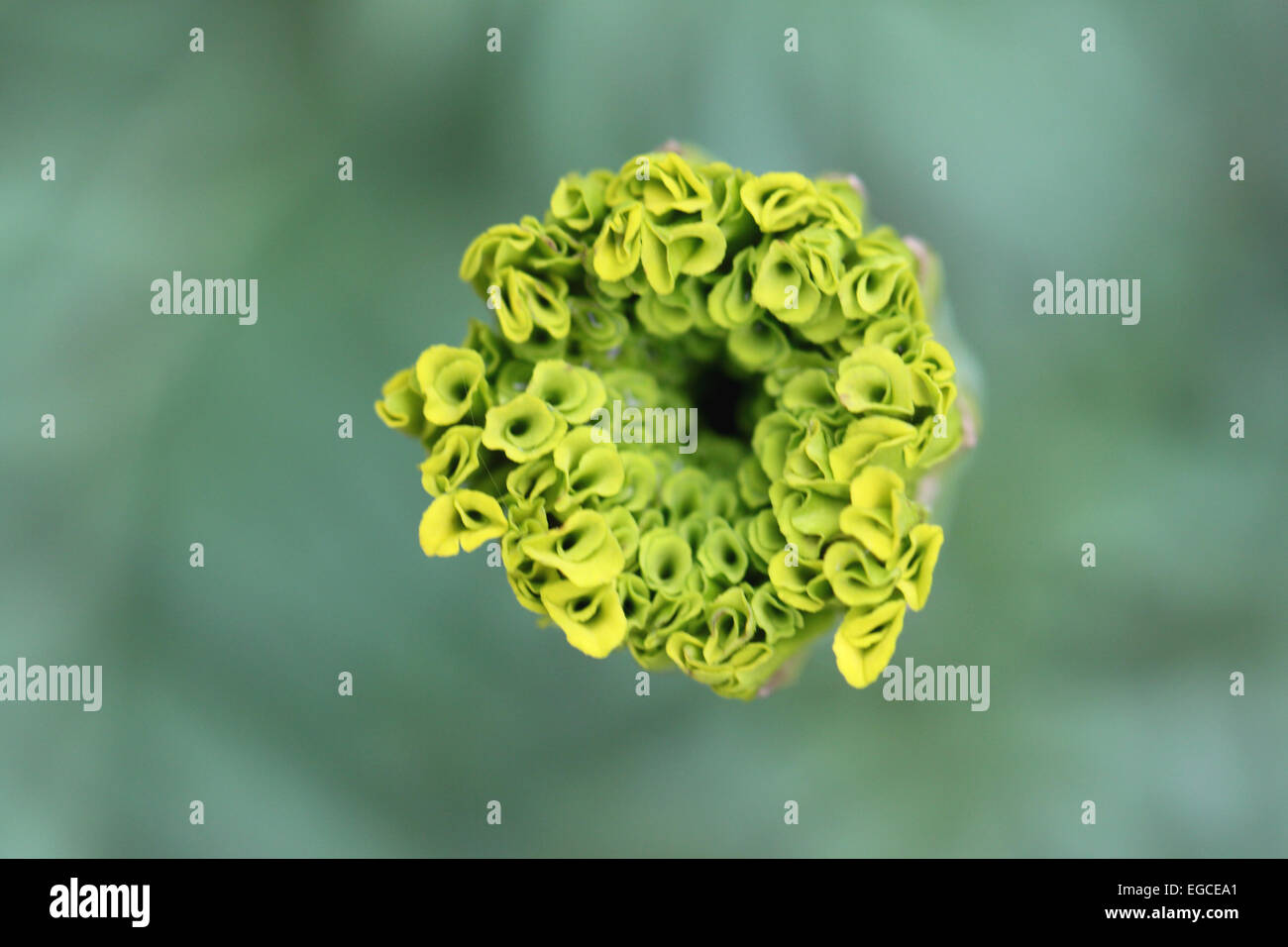 Pollen of flowers macro in the garden Stock Photo - Alamy
