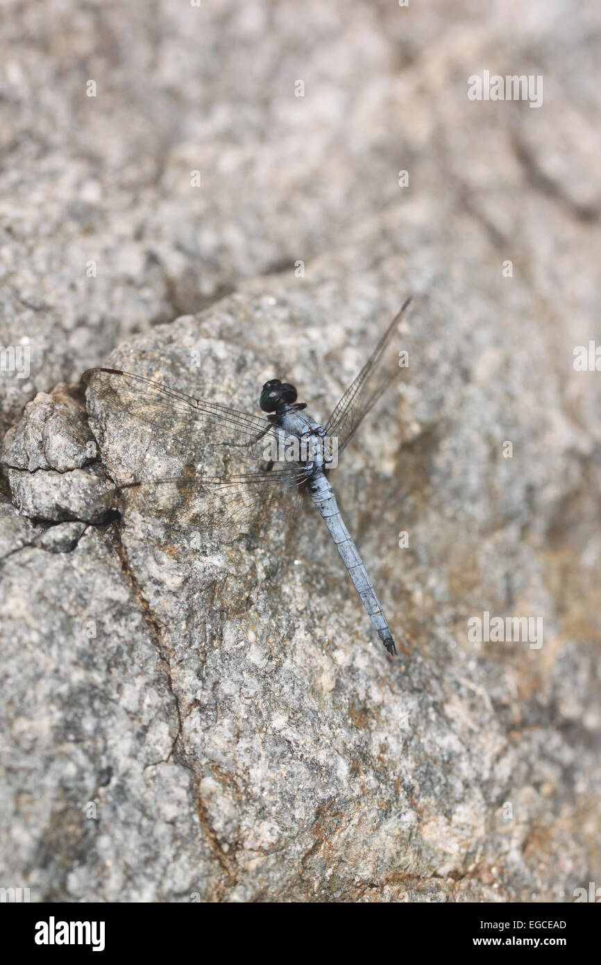 Spangled Skimmer High Resolution Stock Photography and Images - Alamy