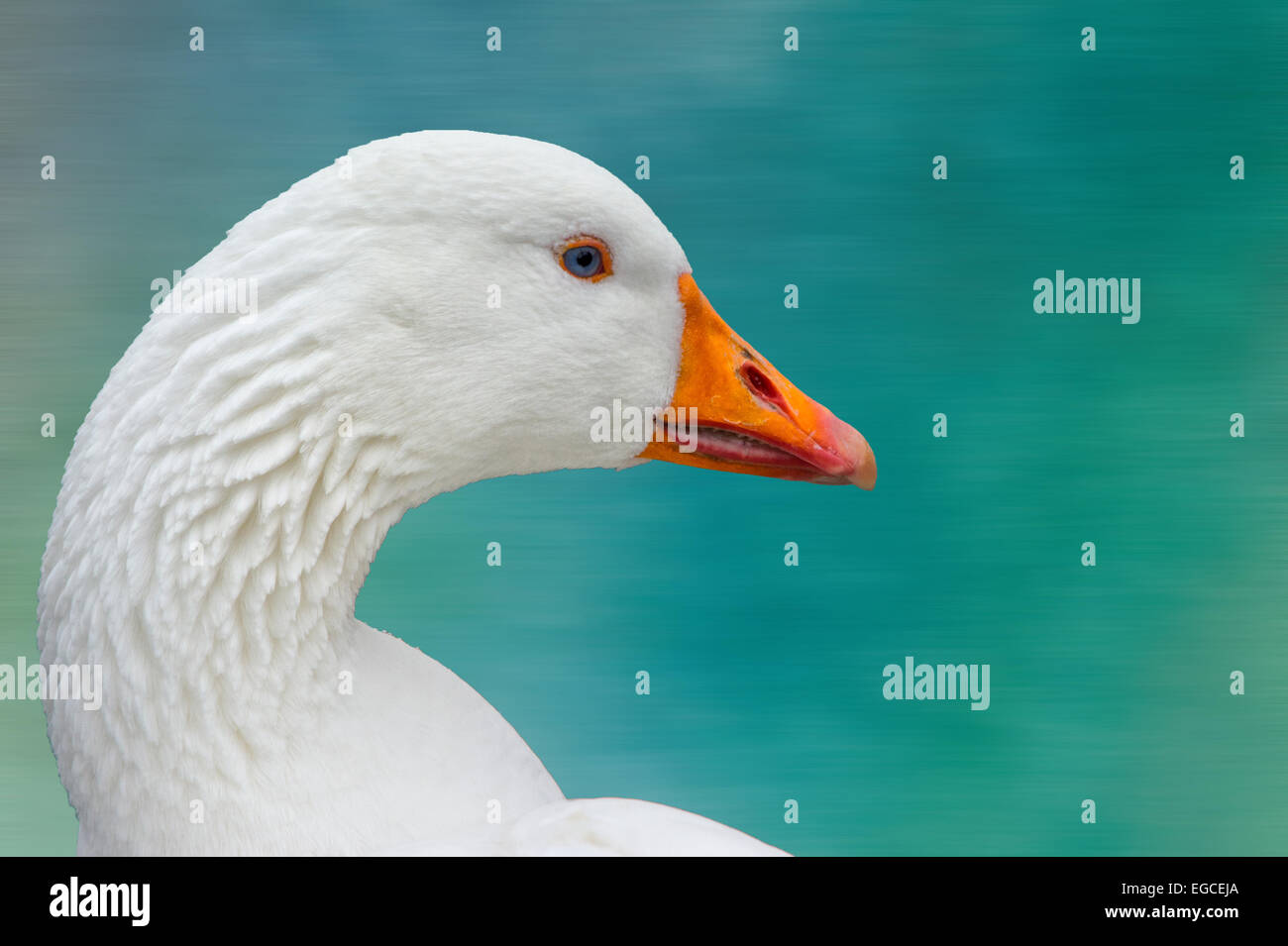 Emden Goose Portrait Stock Photo - Alamy