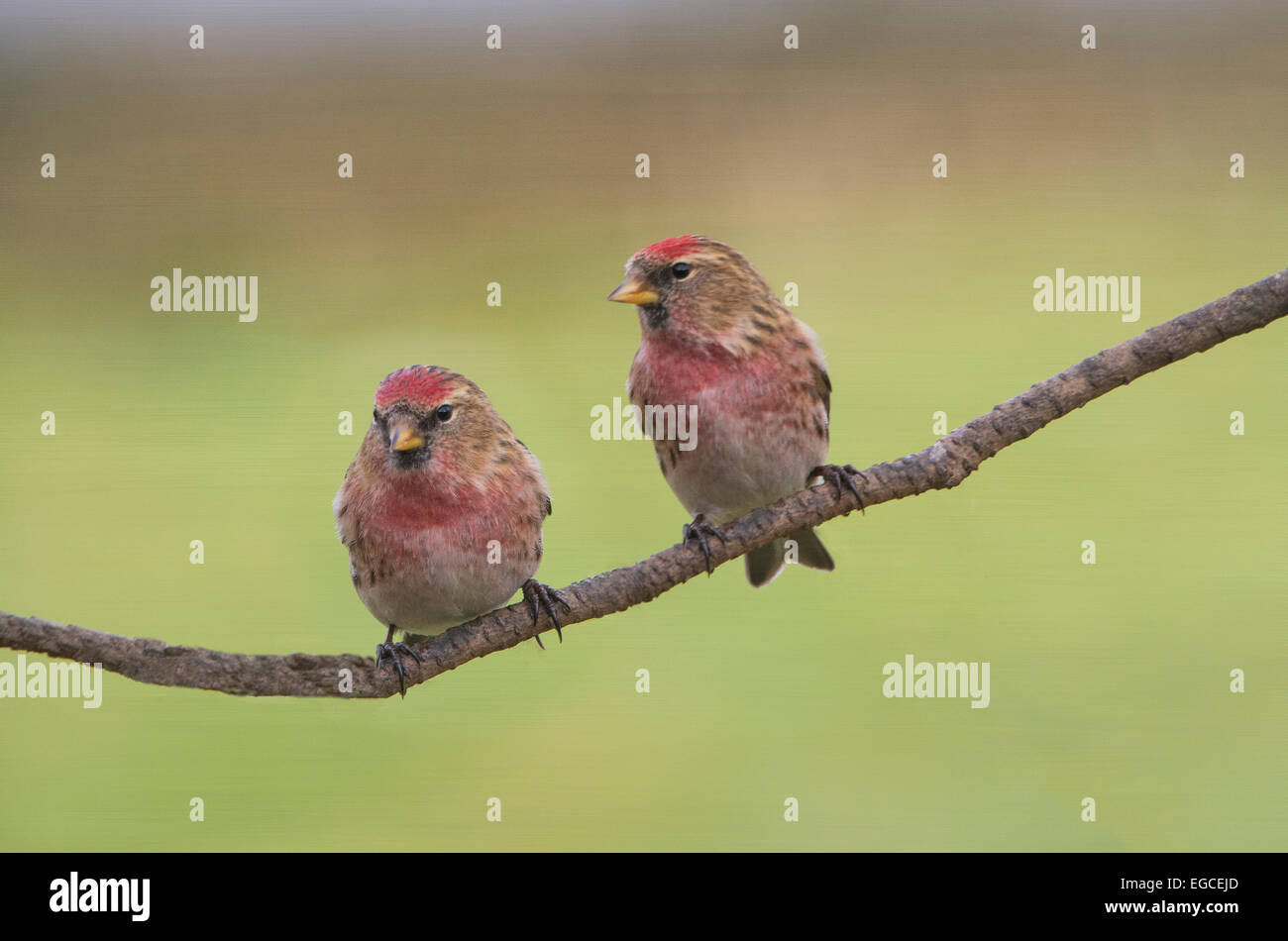 Redpolls hi-res stock photography and images - Alamy
