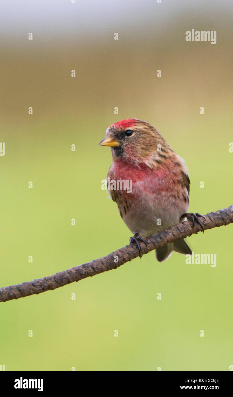 Lesser redpoll portrait hi-res stock photography and images - Alamy