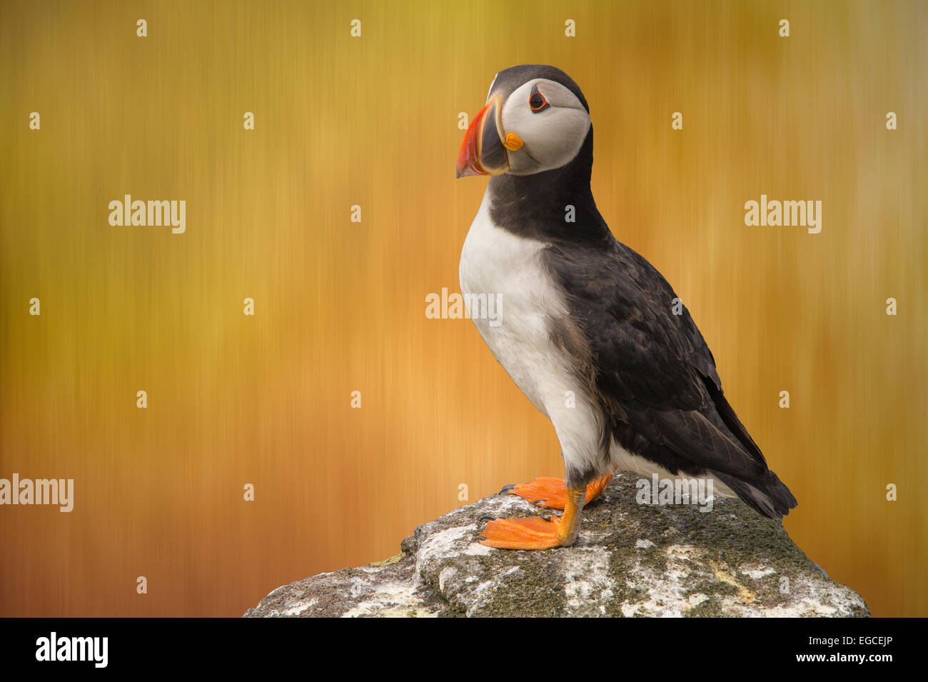 Puffin and texture hi-res stock photography and images - Alamy