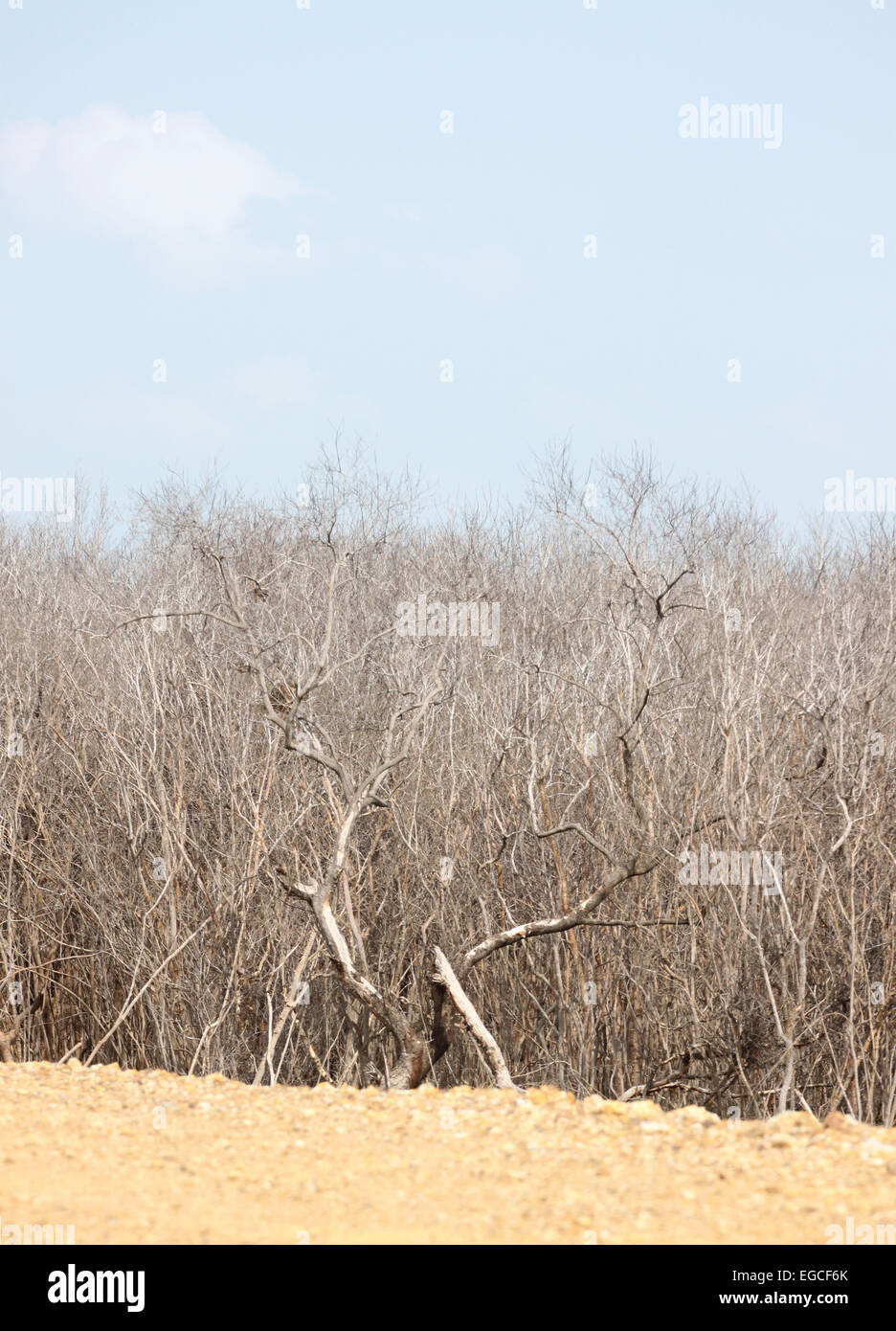 Dead trees hi-res stock photography and images - Alamy