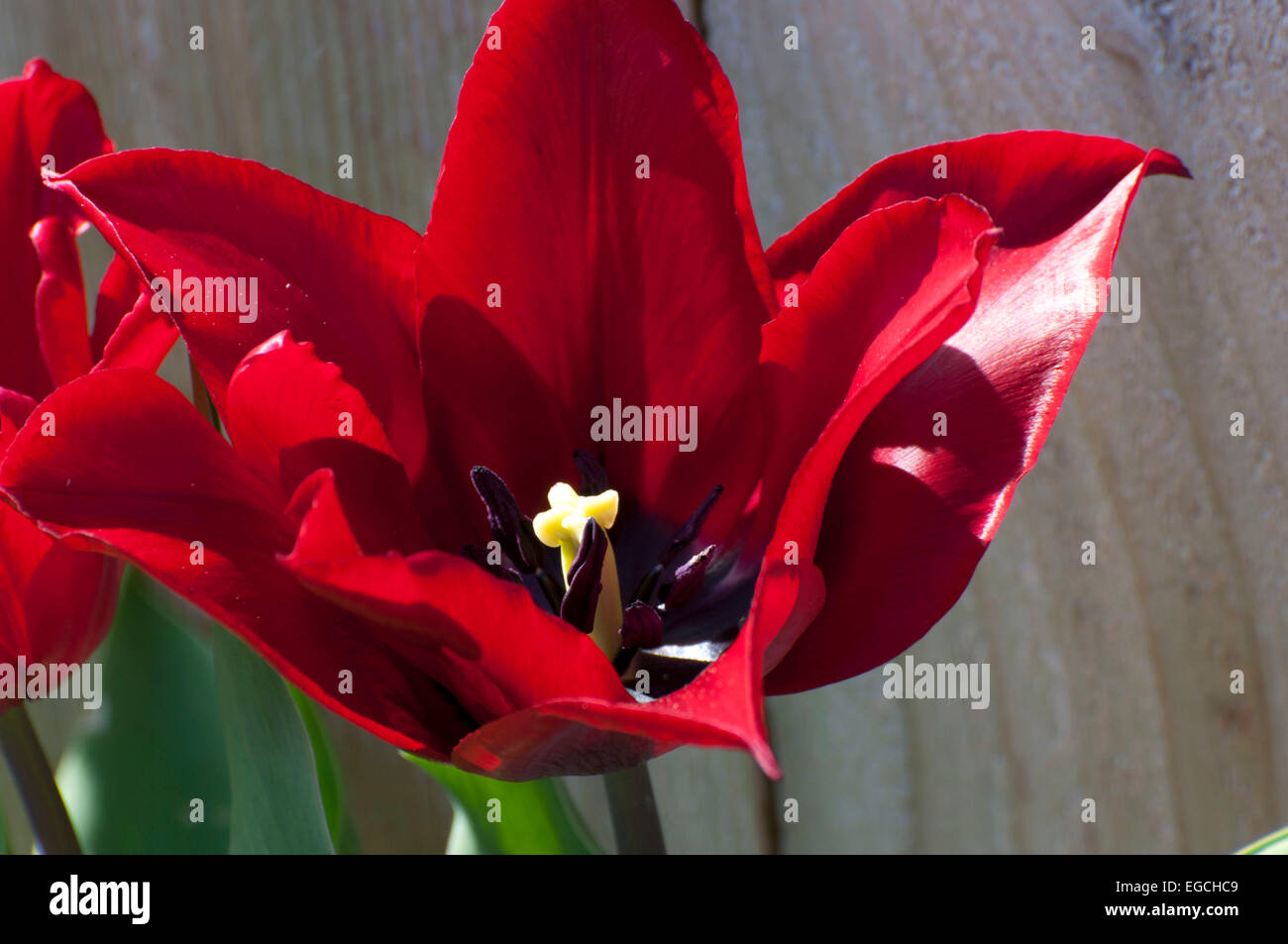 A single red tulip blooming in a garden in Shelton, WA Stock Photo - Alamy