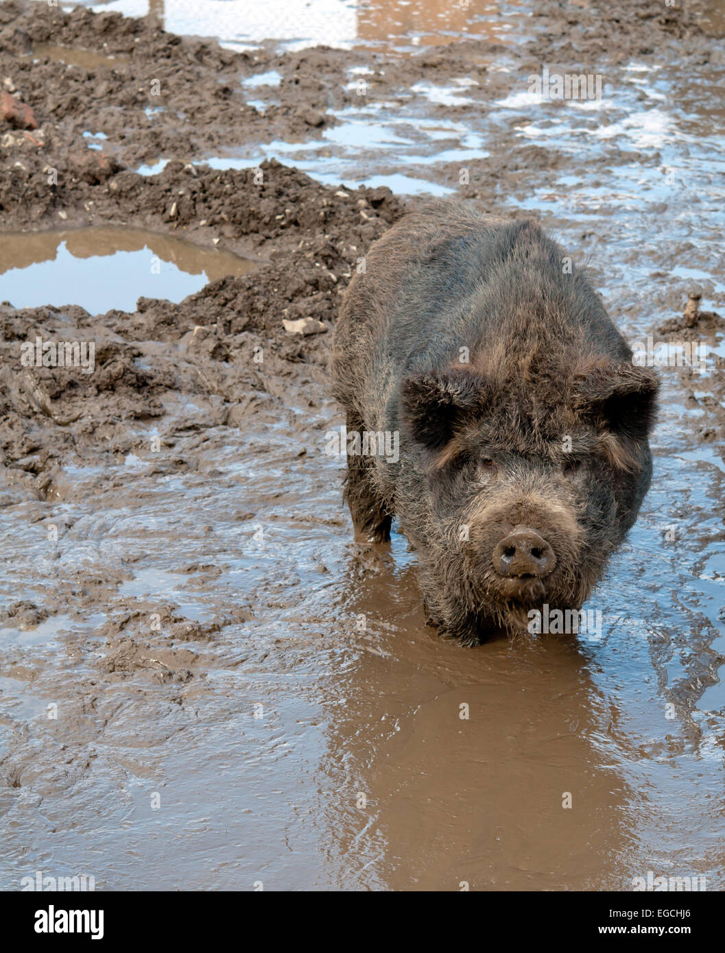 black pig in bog. Close up Stock Photo - Alamy