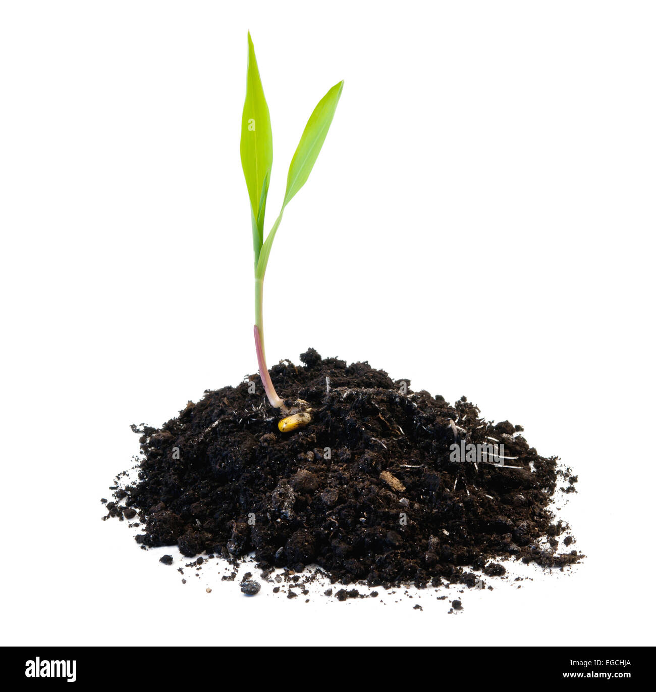 corn seedling isolated on white background Stock Photo - Alamy