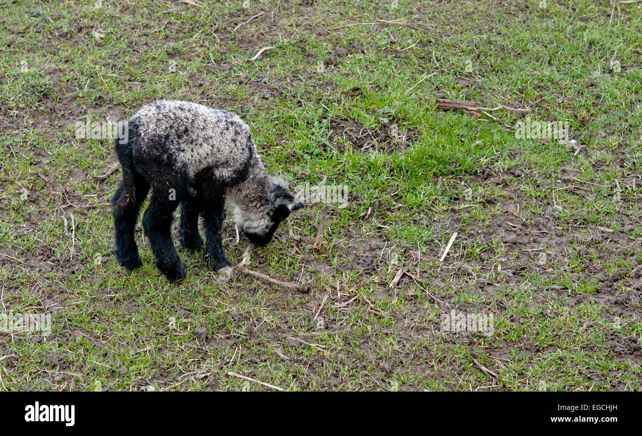 prime lamb on green grass Stock Photo - Alamy
